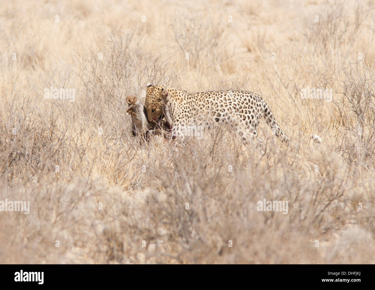 Leopard dragging kill in the kalahari Stock Photo - Alamy