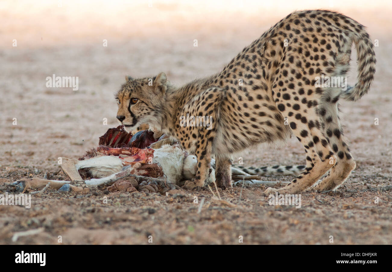 Cheetah cub with kill in the kalahari Stock Photo - Alamy