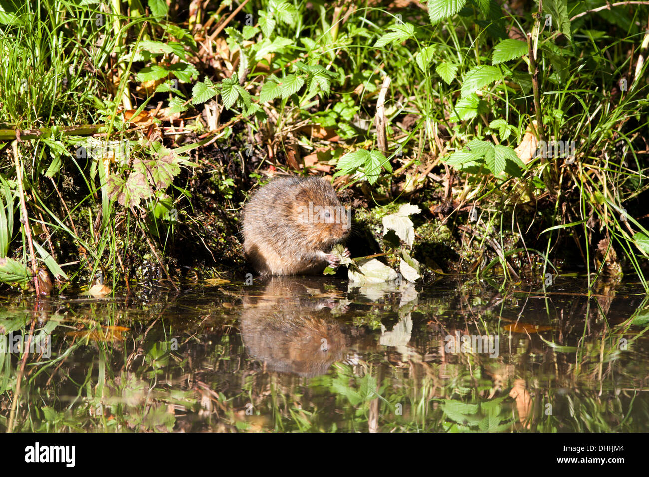 European Water Vole at a riverbank in the UK. September Stock Photo - Alamy