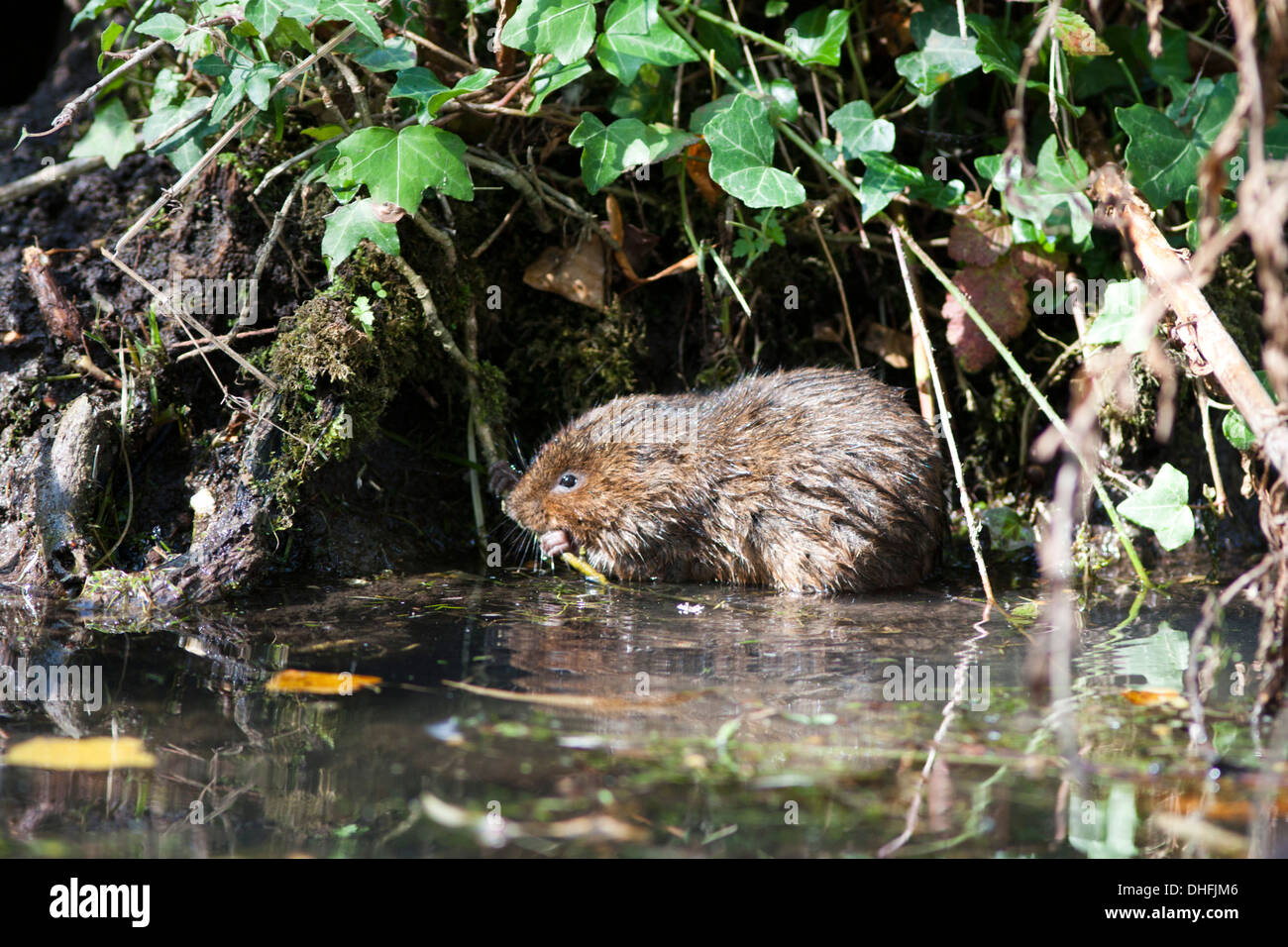 European Water Vole at a riverbank in the UK. September Stock Photo - Alamy