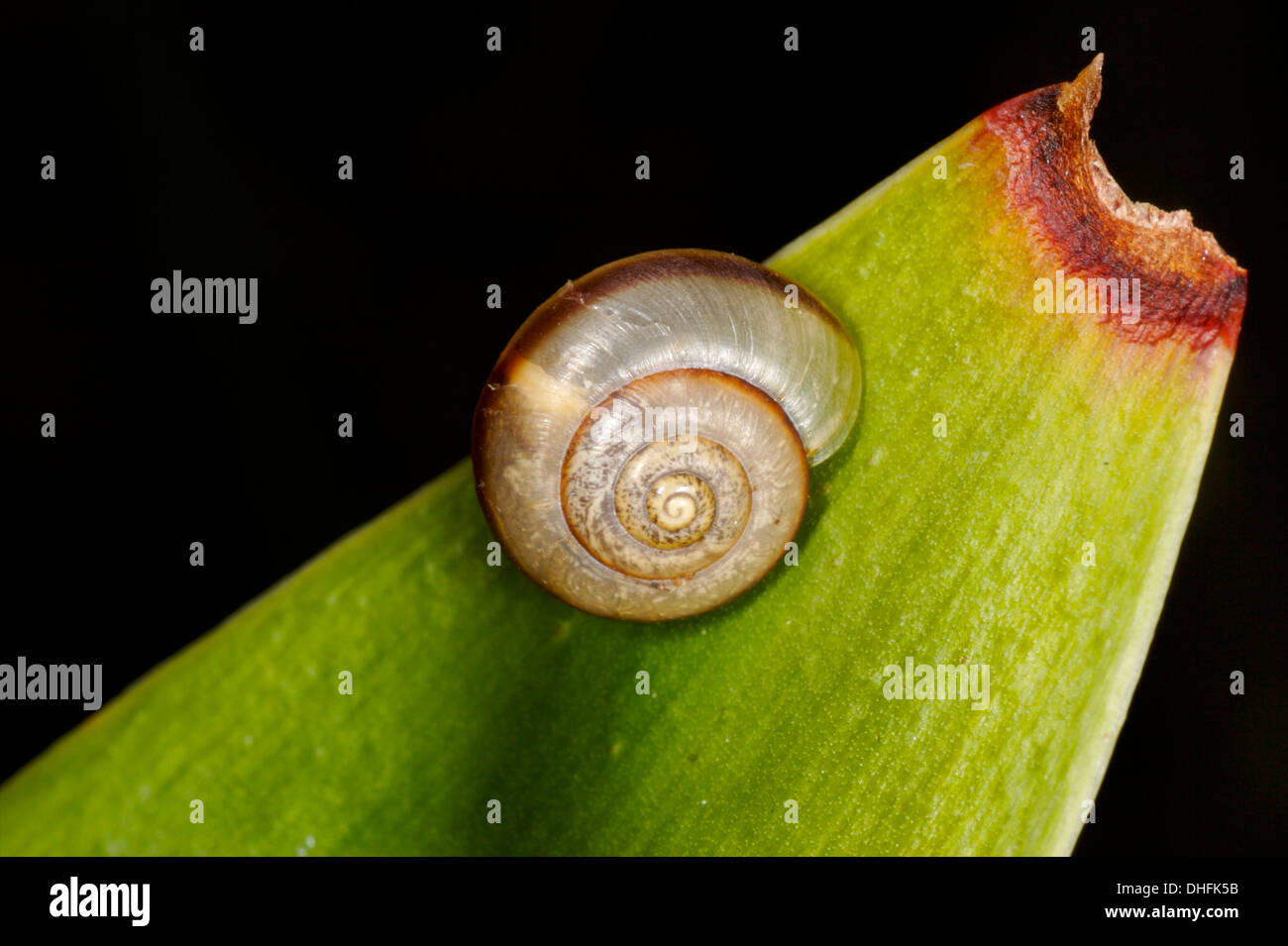 Snail on Snake plant Stock Photo - Alamy
