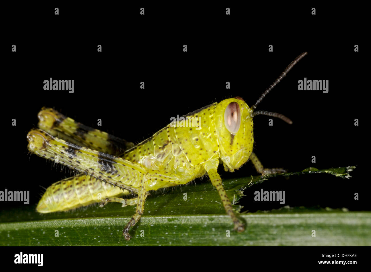 Grasshopper green leaf hi-res stock photography and images - Alamy