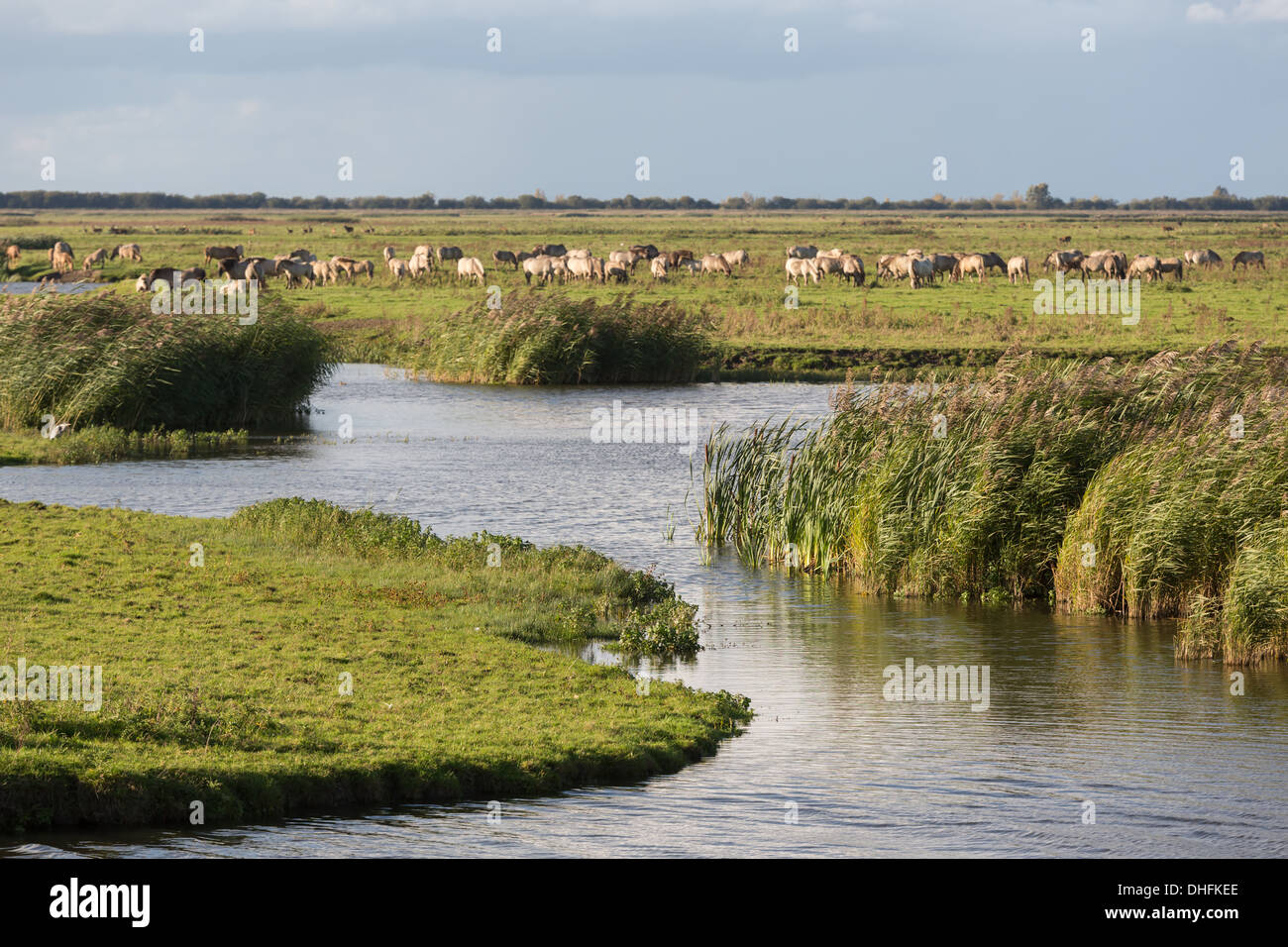 Dutch wetland with horses in National Park Oostvaardersplassen Stock ...