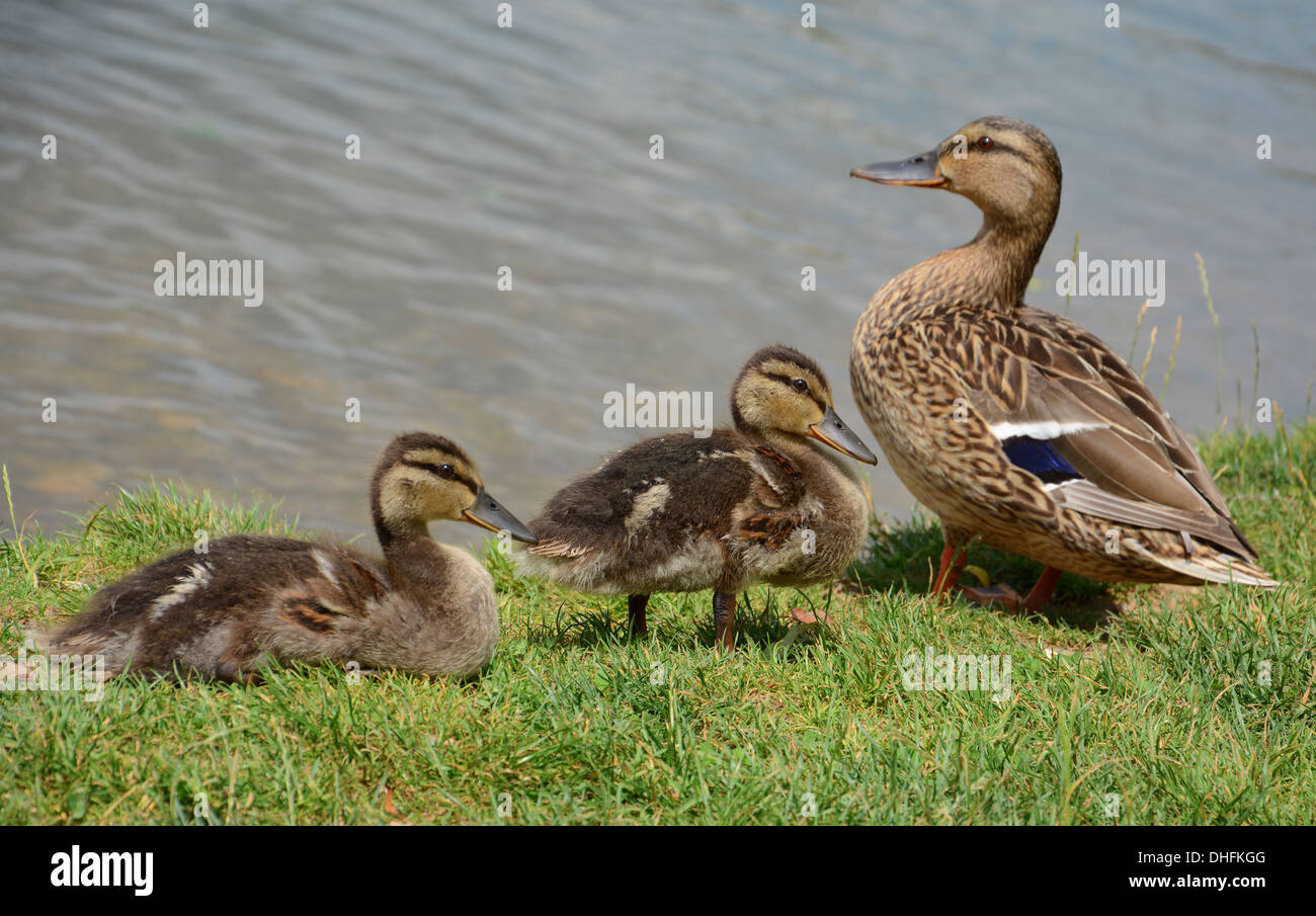 Animal duck hi-res stock photography and images - Alamy