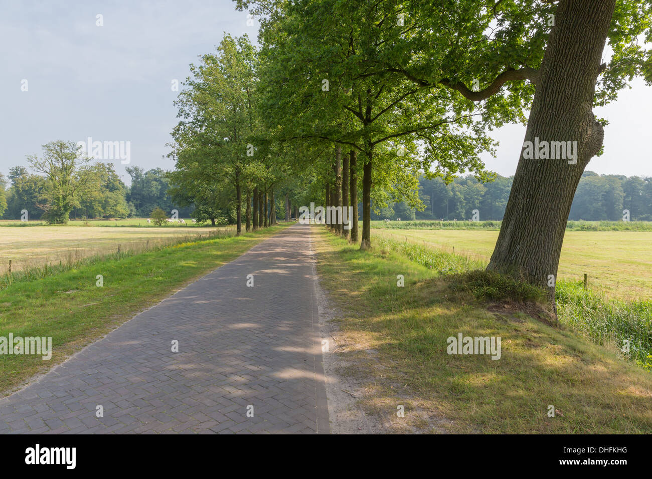 Dutch landscape with paving stone country road and trees Stock Photo ...