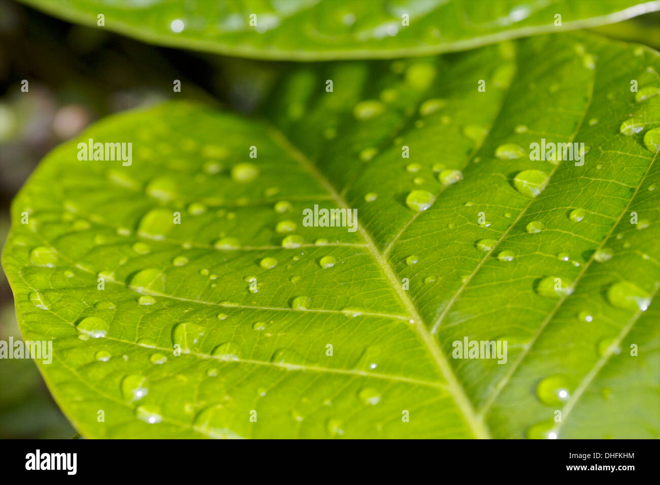 Rain on Leaf Stock Photo - Alamy