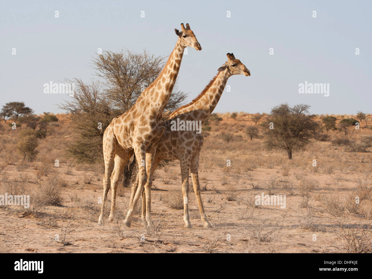 South African Giraffe in the Kalahari desert Stock Photo - Alamy