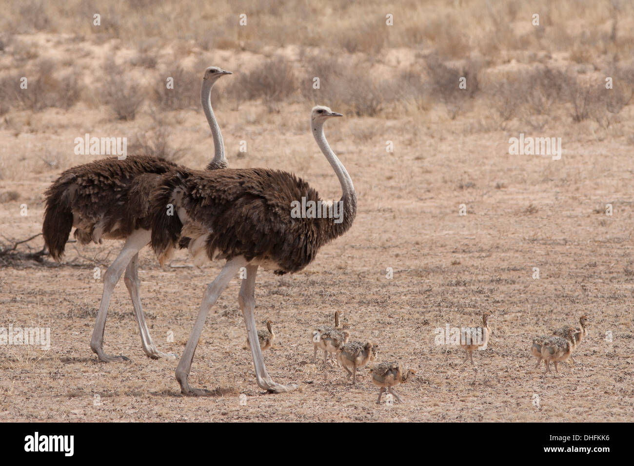 Female common ostrich in hi-res stock photography and images - Alamy