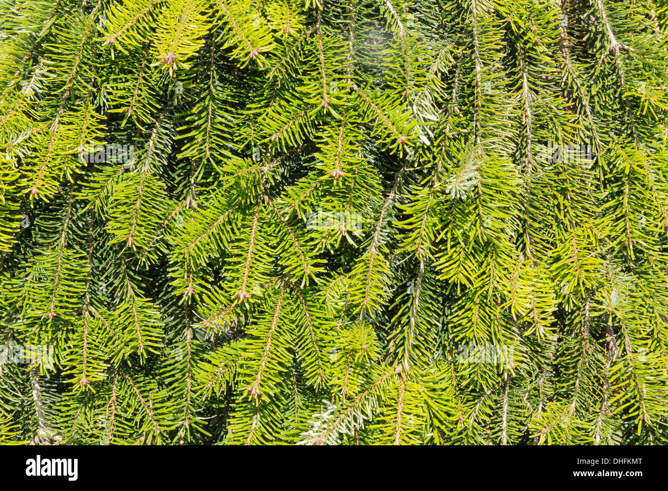Green fir needle conifers hi-res stock photography and images - Alamy