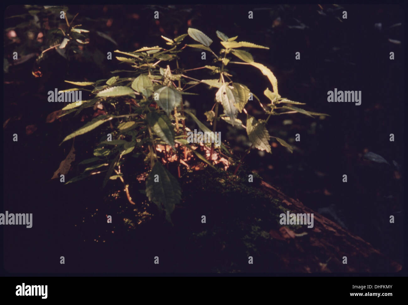 CLEARWEED (PILEA PUMILA) IS A NATURAL VEGETATION OF THE CUYAHOGA VALLEY ...