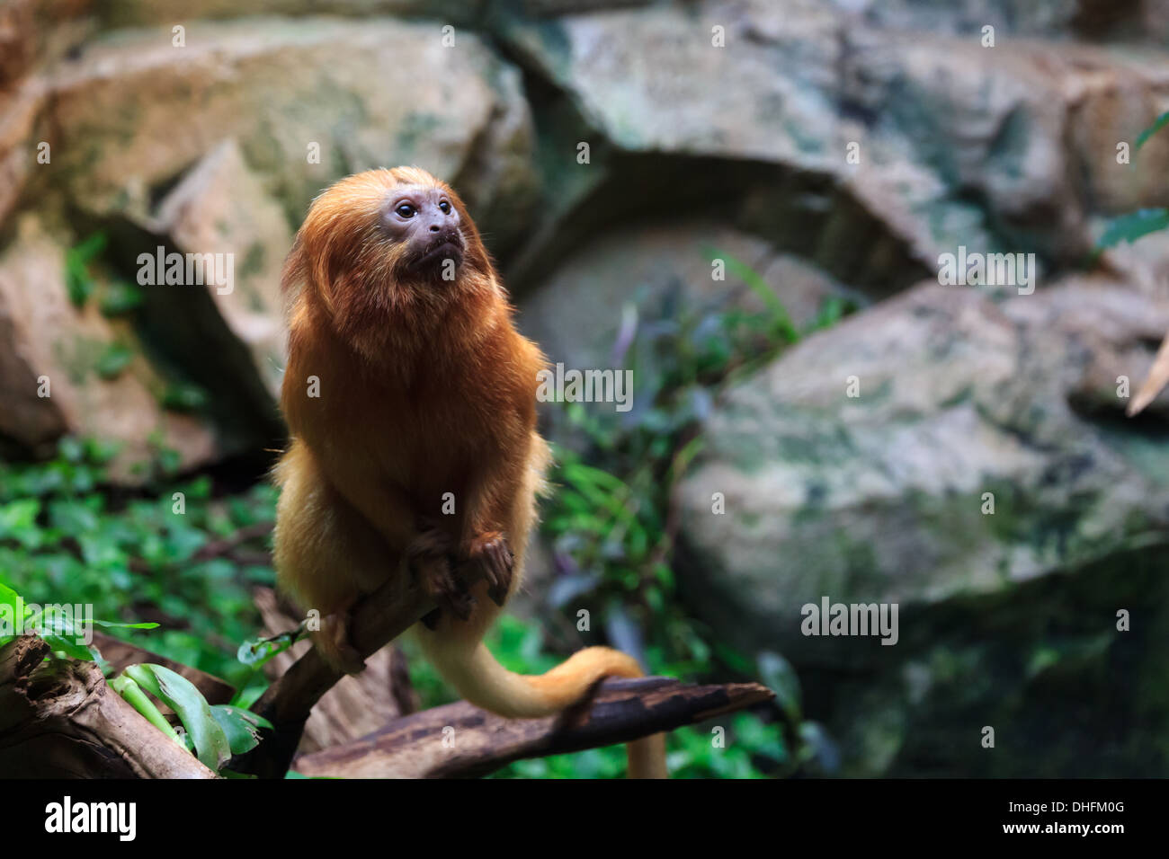 Copenhagen zoo lion hi-res stock photography and images - Alamy