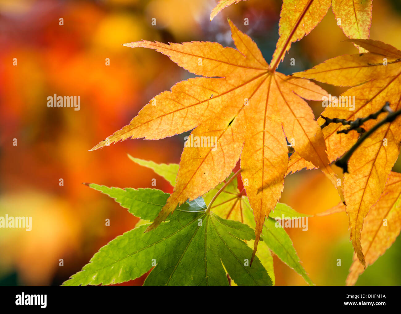 Leaves change color hi-res stock photography and images - Alamy