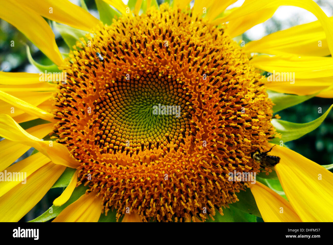 Annual flowers yellow center hi-res stock photography and images - Alamy