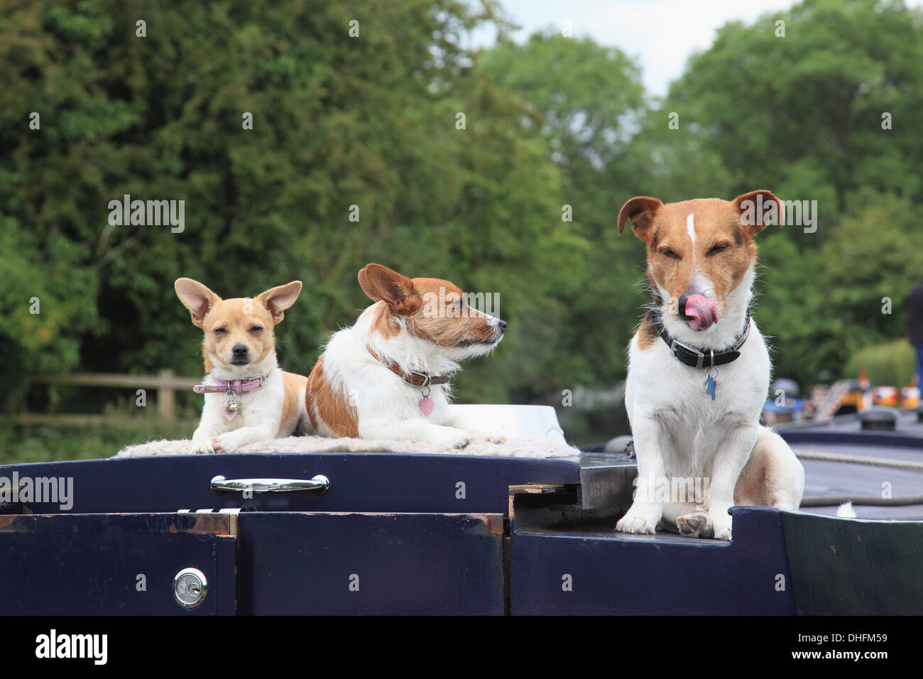 3 three dogs hi-res stock photography and images - Alamy