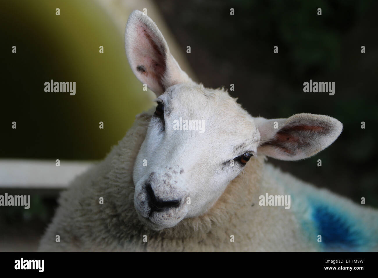 Sheep head soup hi-res stock photography and images - Alamy