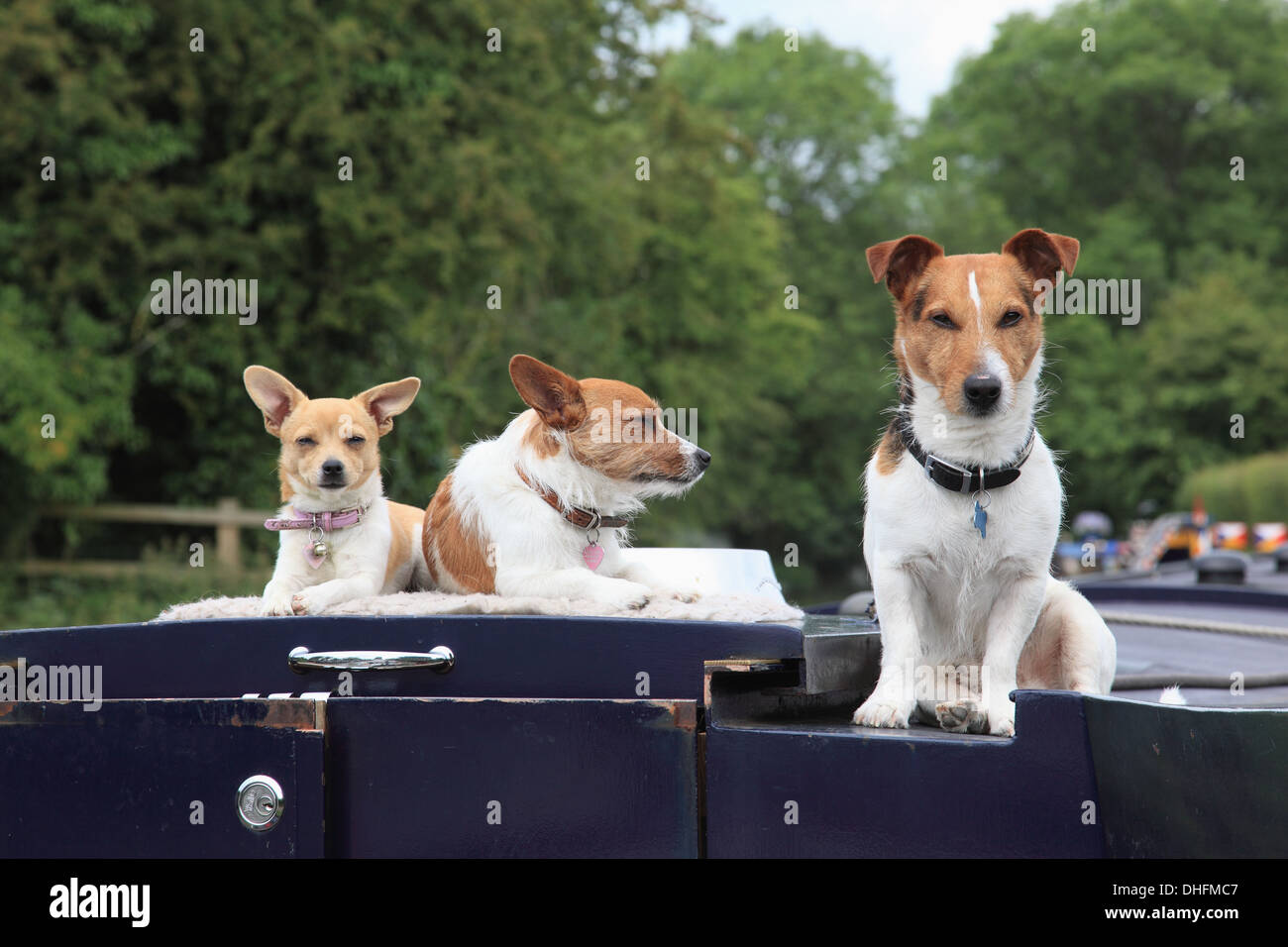 Well Behaved Dogs Stock Photos & Well Behaved Dogs Stock Images - Alamy