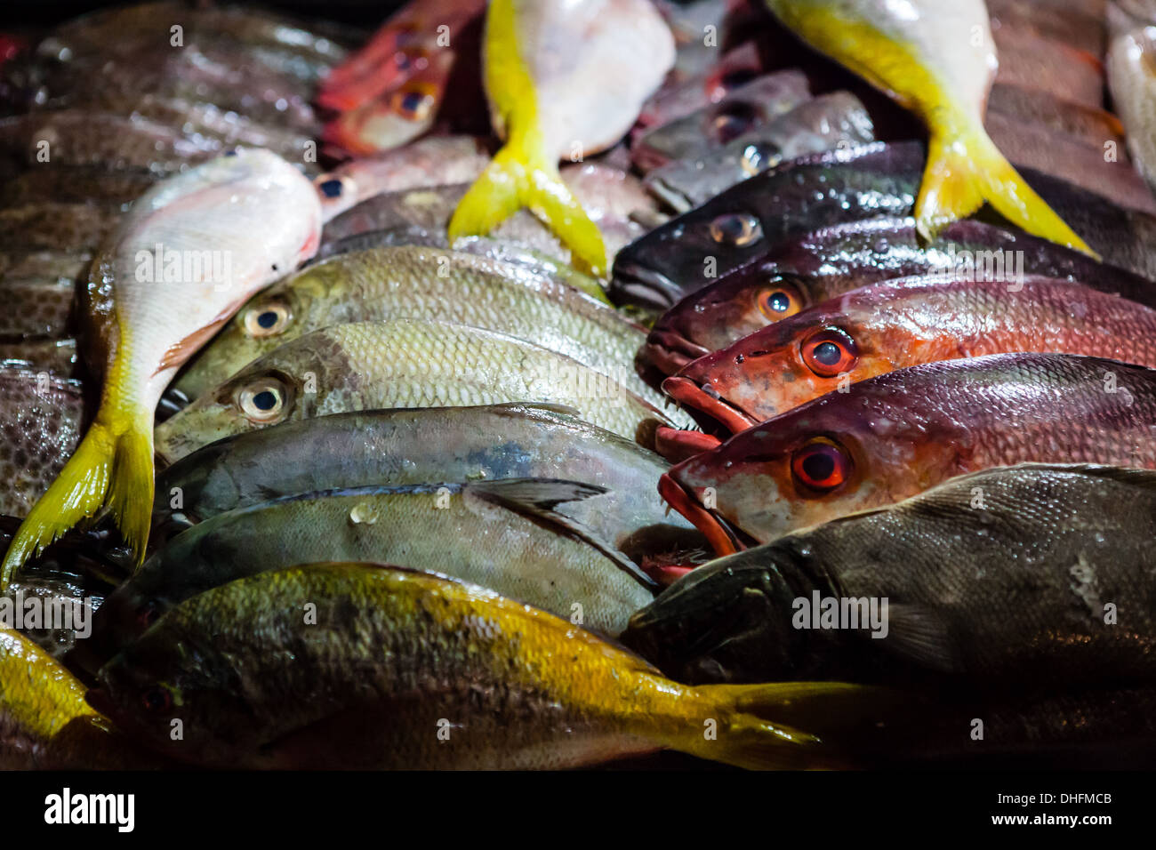 Asian fishes hi-res stock photography and images - Alamy