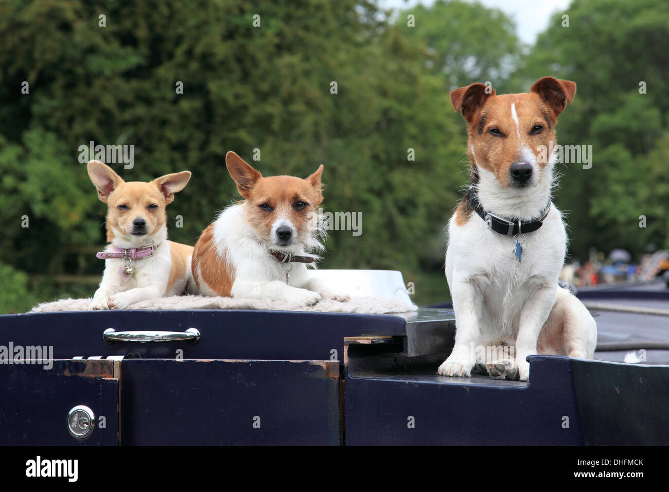 Dogs on canal narrowboat hi-res stock photography and images - Alamy