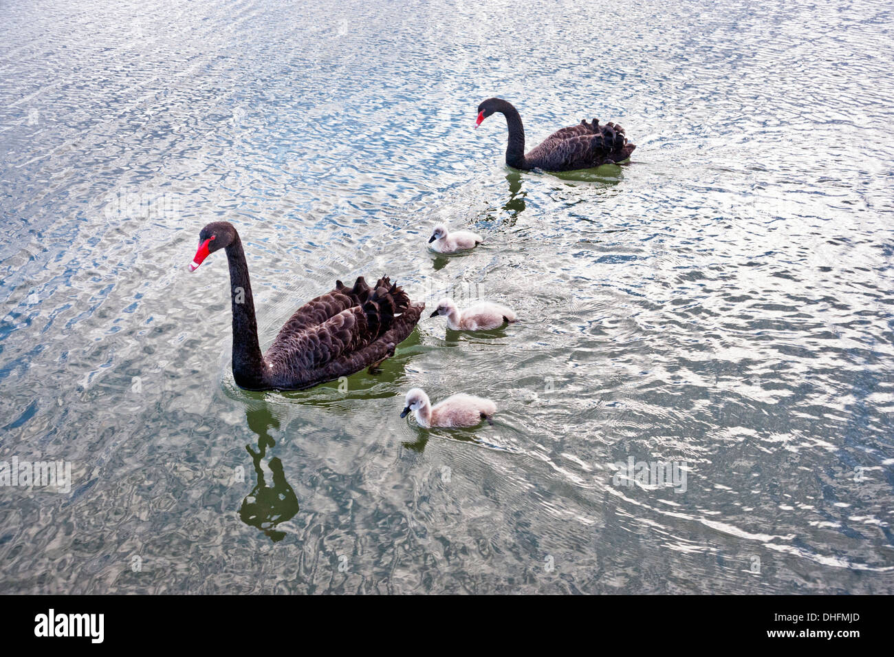 Swan parenting hi-res stock photography and images - Alamy