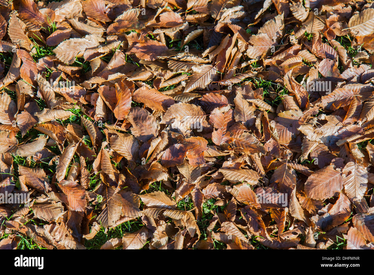 Autumn leaves at the bottom of a green Stock Photo - Alamy