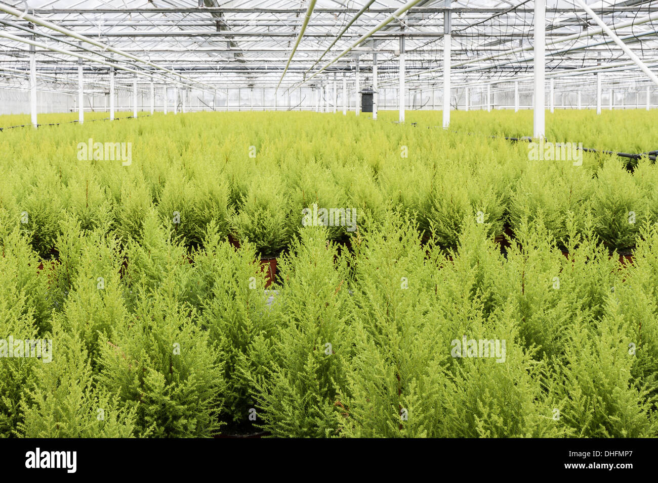 Dutch horticulture with cypresses in a greenhouse Stock Photo - Alamy
