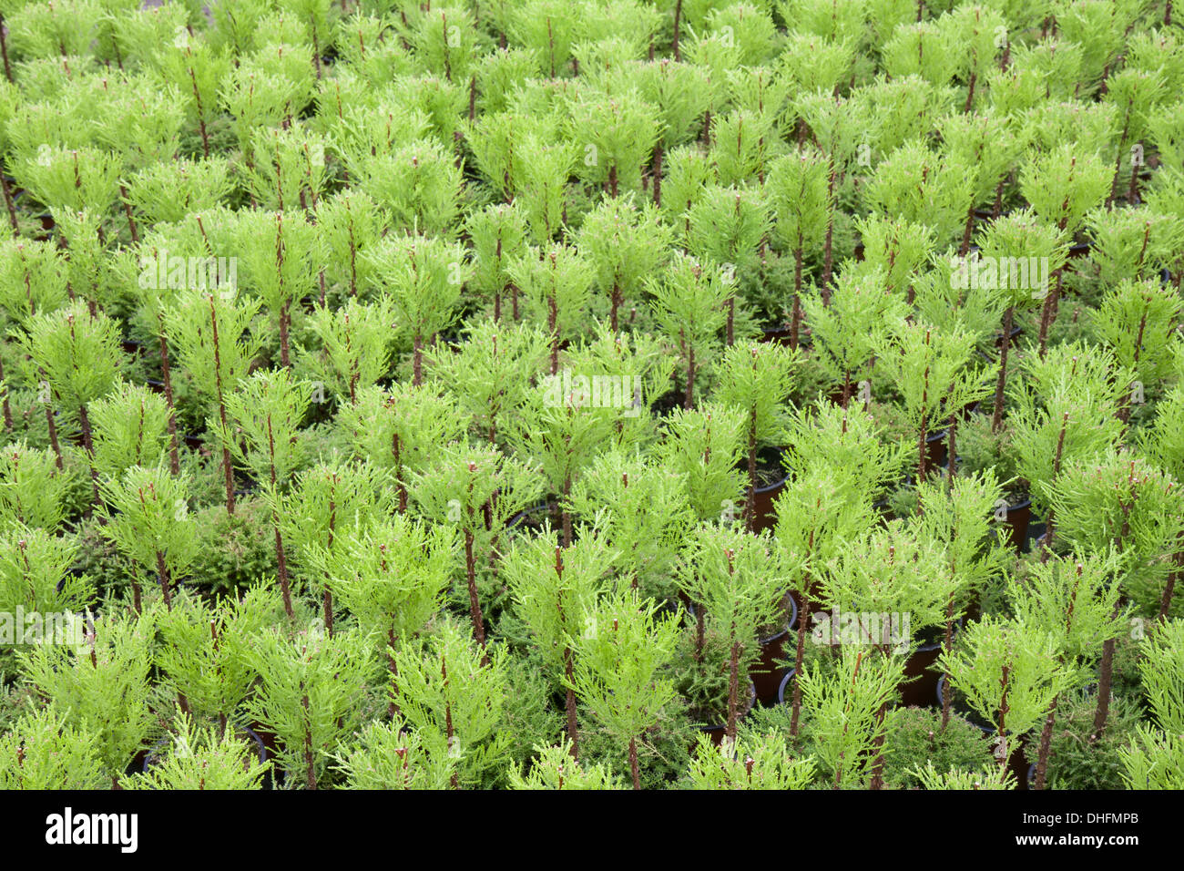 Dutch horticulture with cypresses in a greenhouse Stock Photo - Alamy
