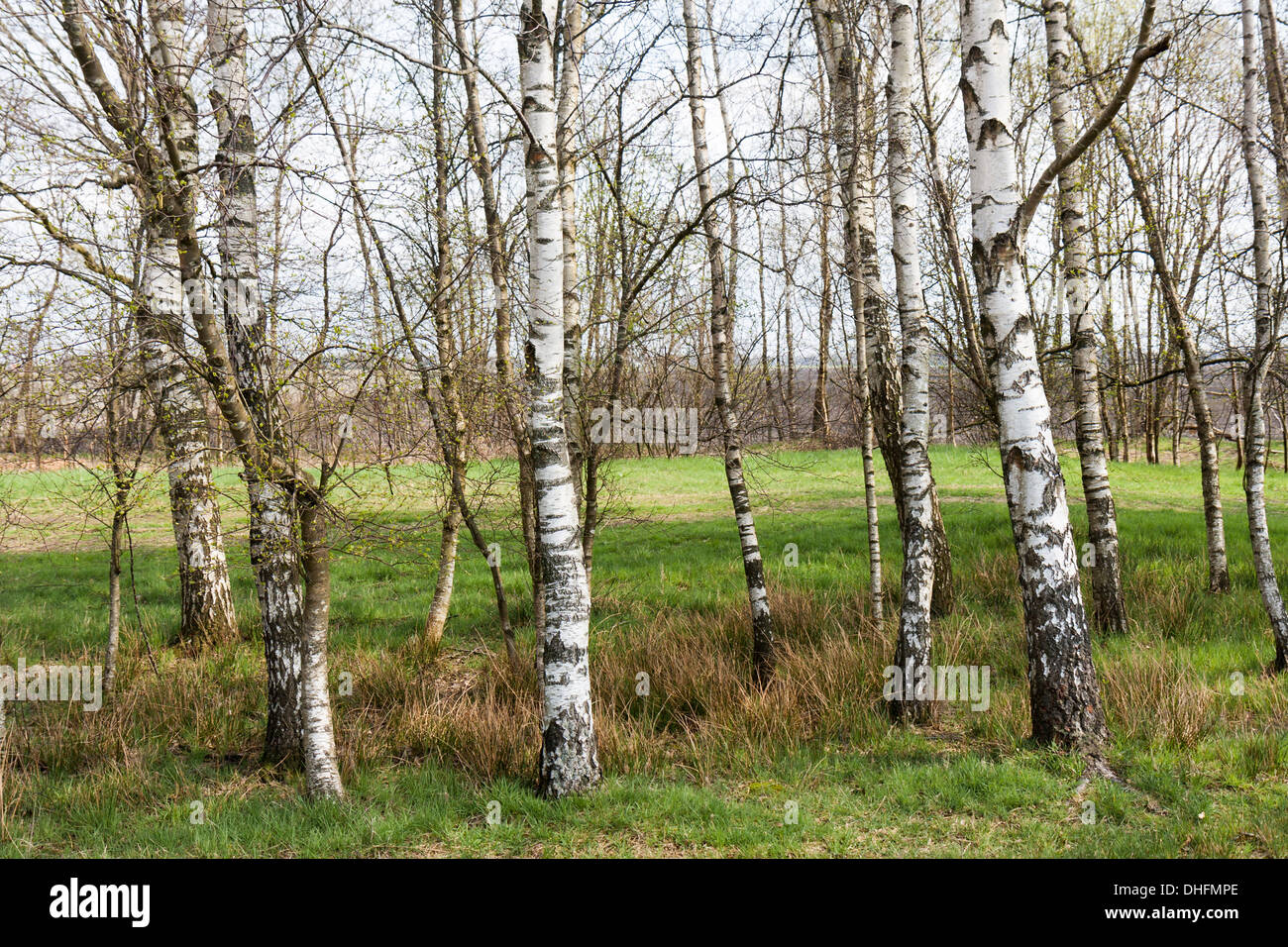 Dutch lush green forest scene hi-res stock photography and images - Alamy
