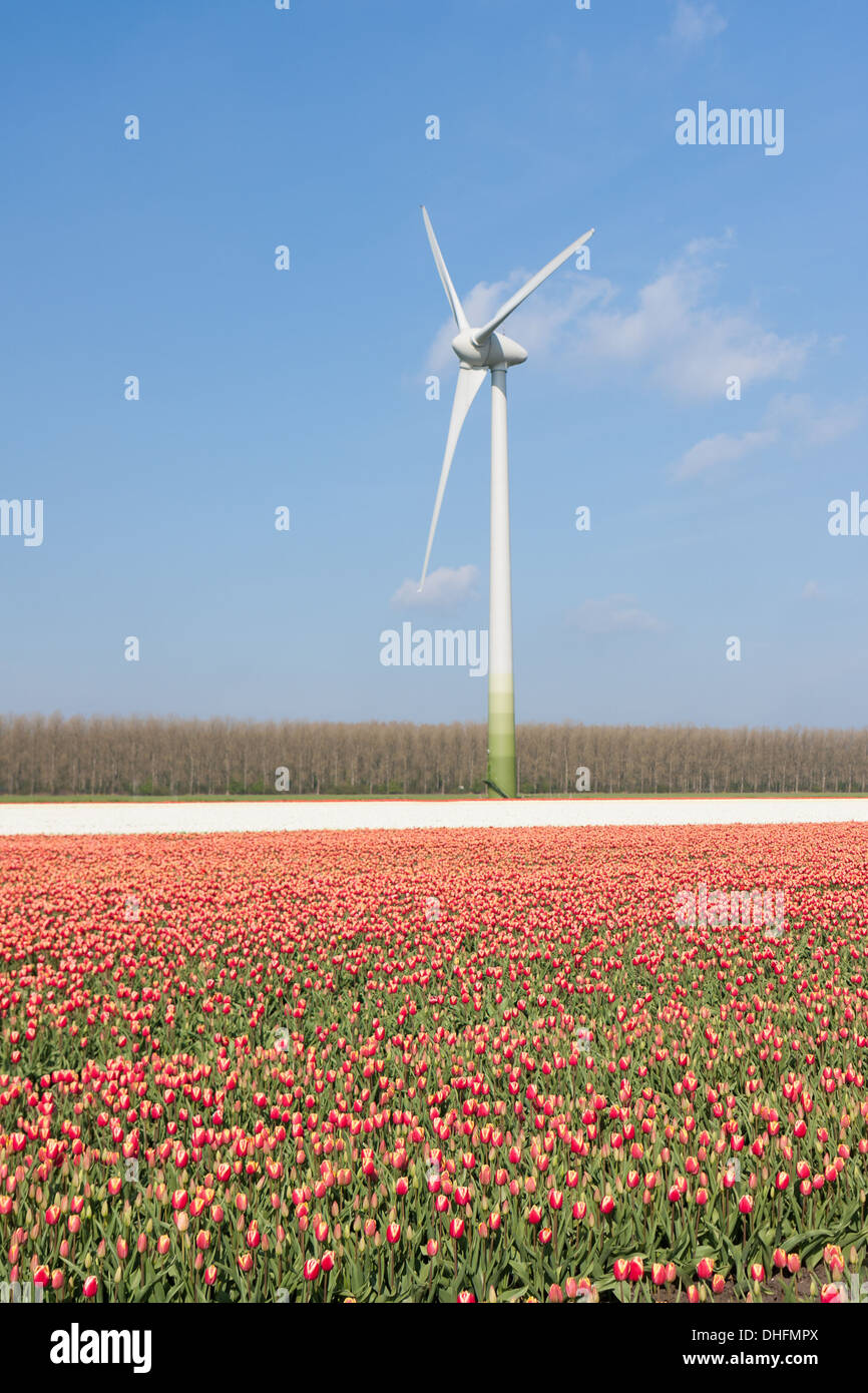 Dutch wind turbine behind a field of red tulips Stock Photo - Alamy