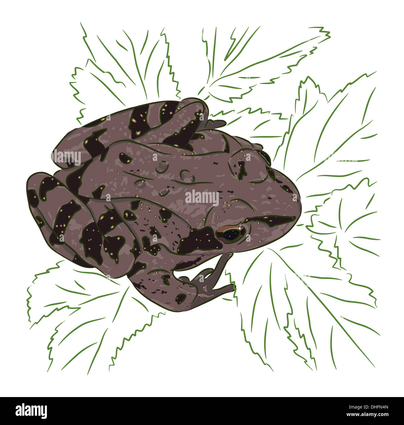 Green to brown frog hi-res stock photography and images - Alamy