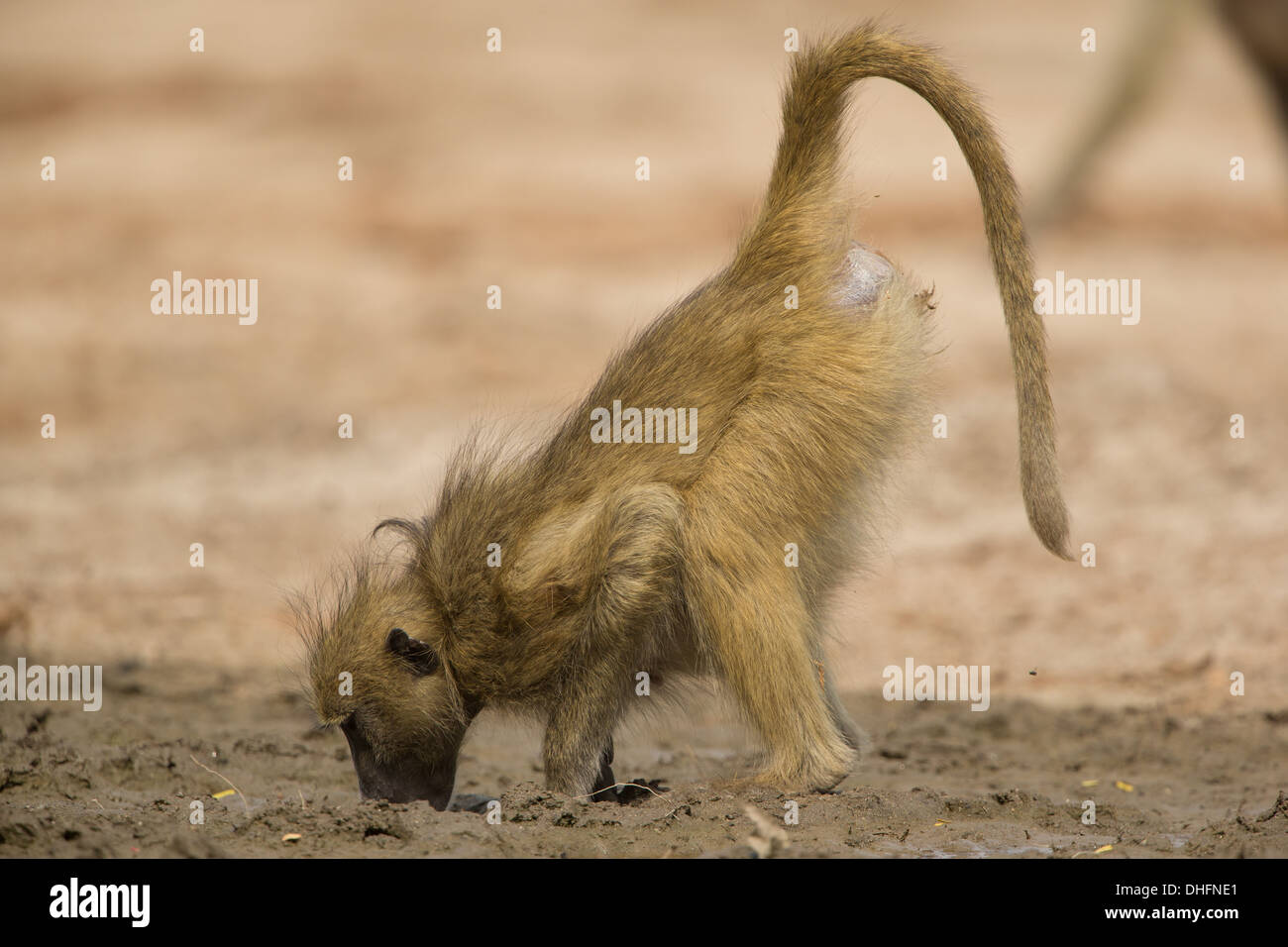 Side view of Female Chacma Baboon (Papio ursinus) drinking from muddy ...