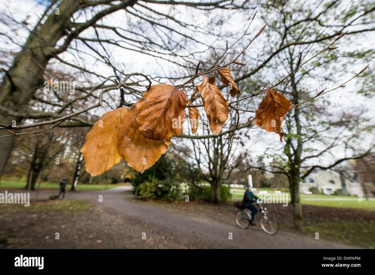 Regenspark, Germany. 09th Nov, 2013. Autumn leaves hang from a tree in ...