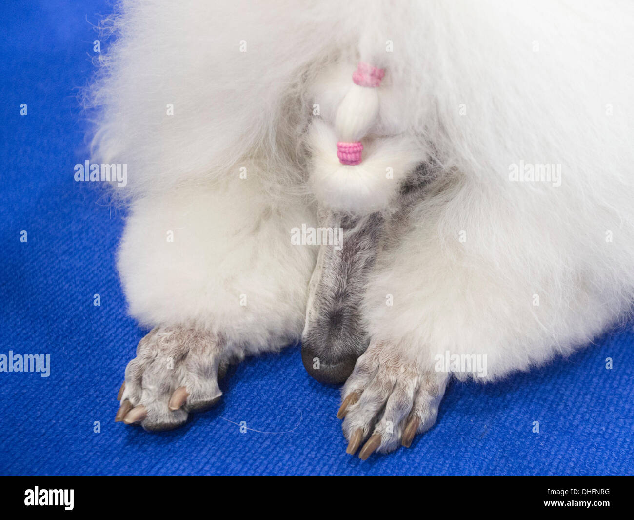 London, UK. 9 November 2013. Pictured: Poodle-Lady, Beau, 6 years, is a ...
