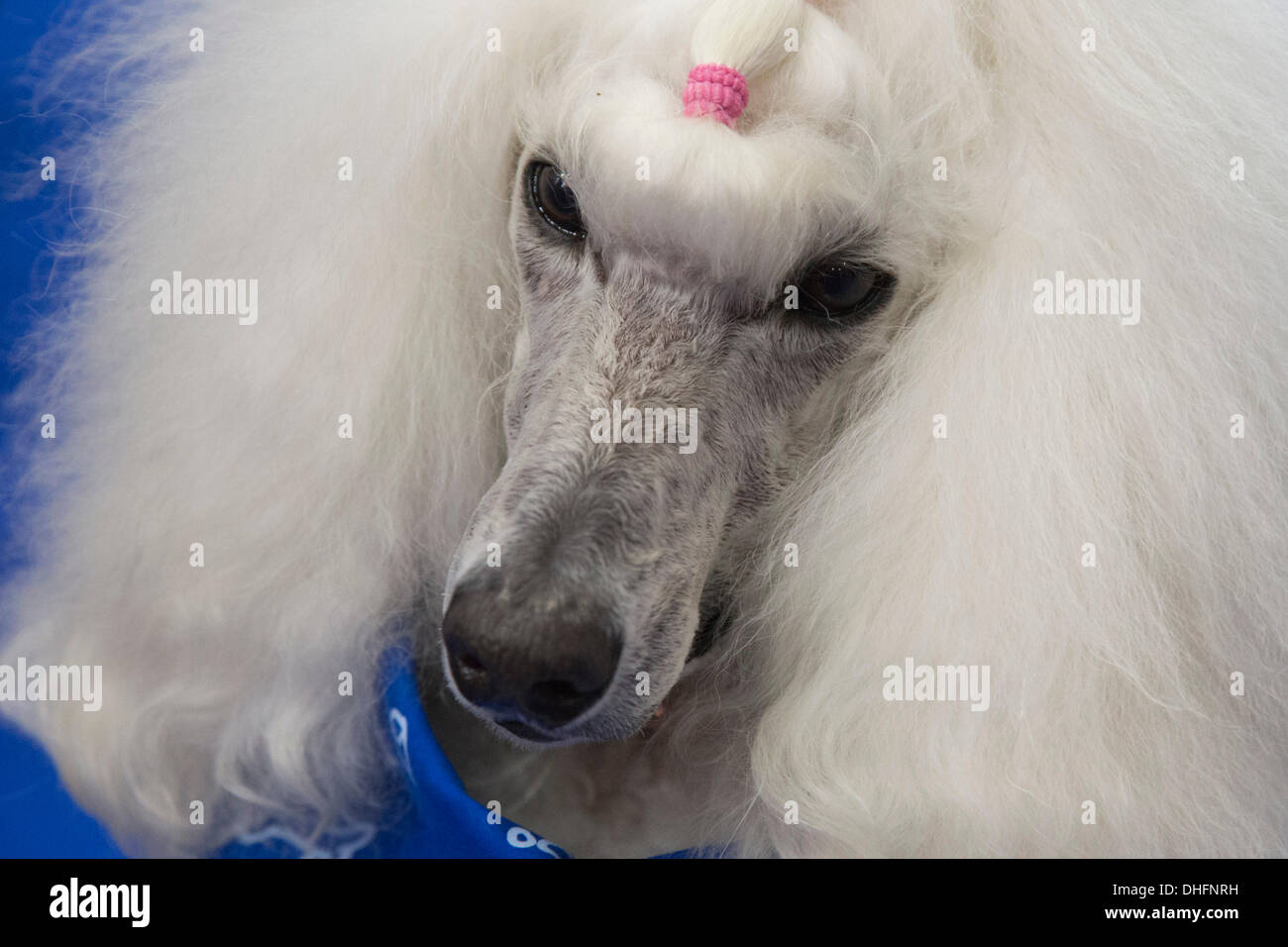 London, UK. 9 November 2013. Pictured: Poodle-Lady, Beau, 6 years, is a ...