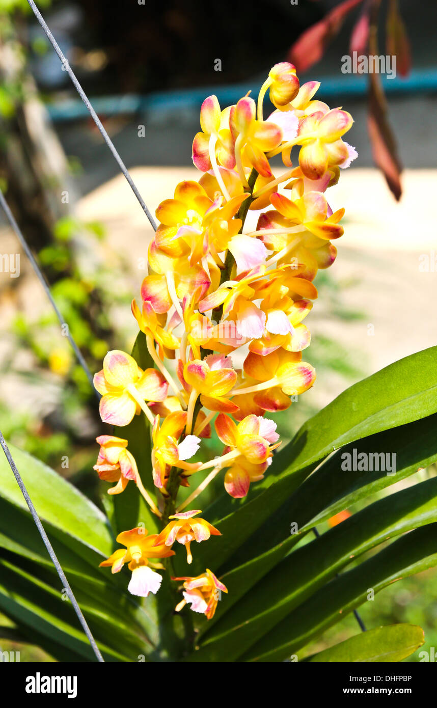 Most beautiful orchid hi-res stock photography and images - Alamy