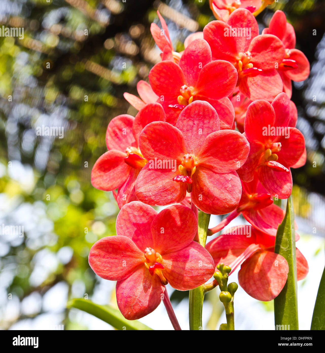 Red yellow beautiful orchid hi-res stock photography and images - Alamy