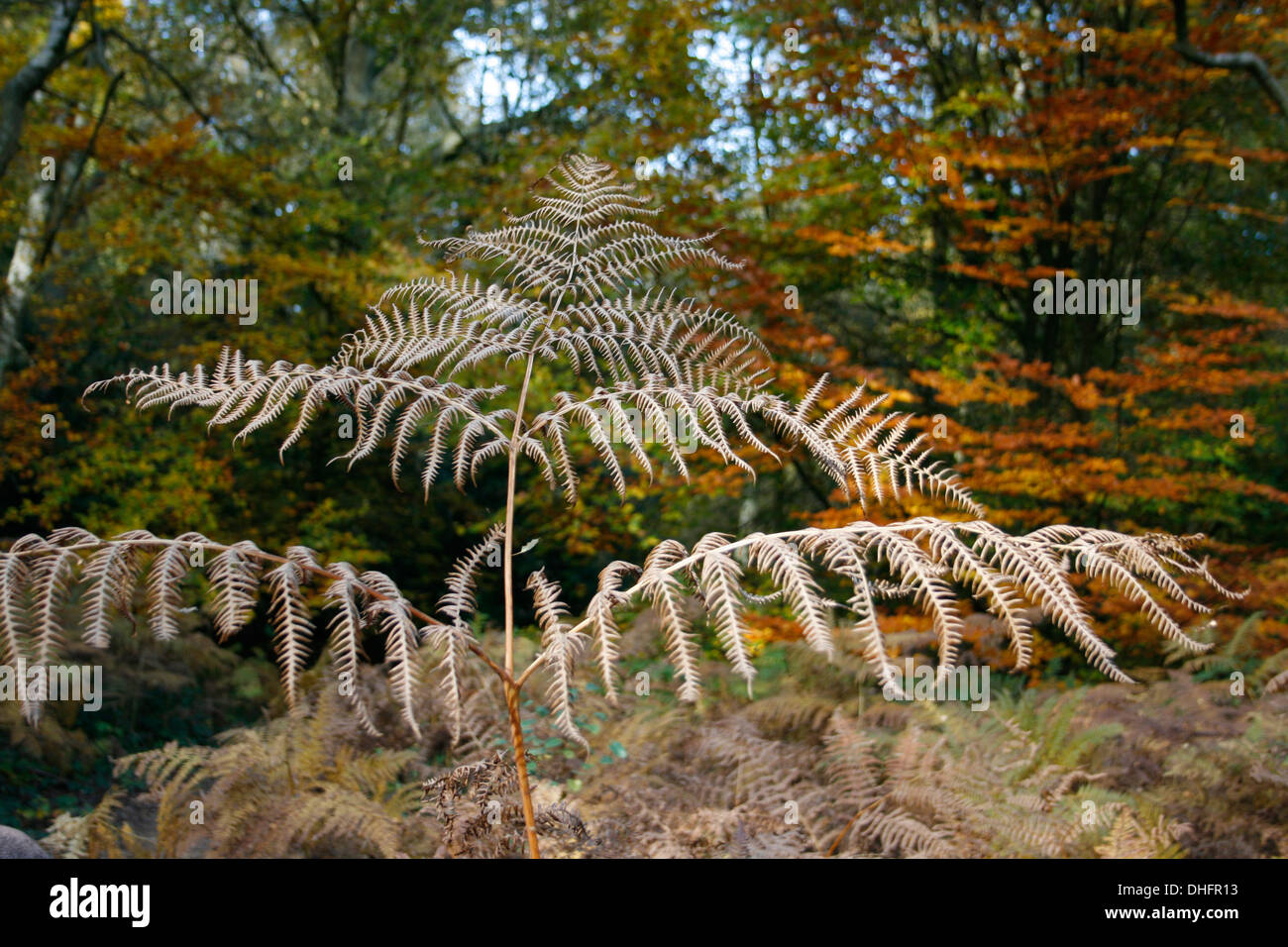 bracken fern in woodland Stock Photo - Alamy