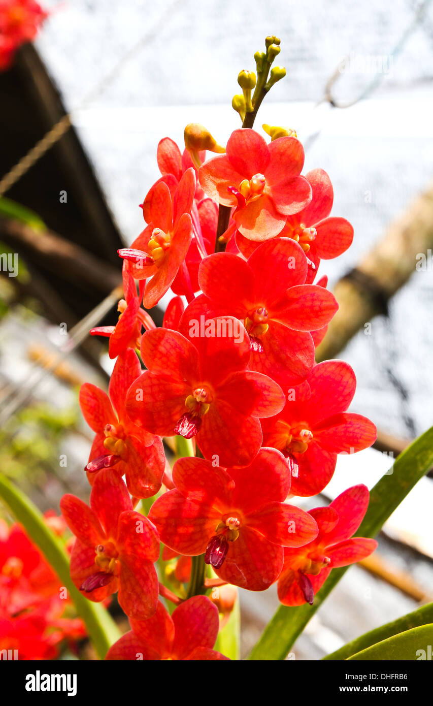 Beautiful orchid in garden Stock Photo - Alamy
