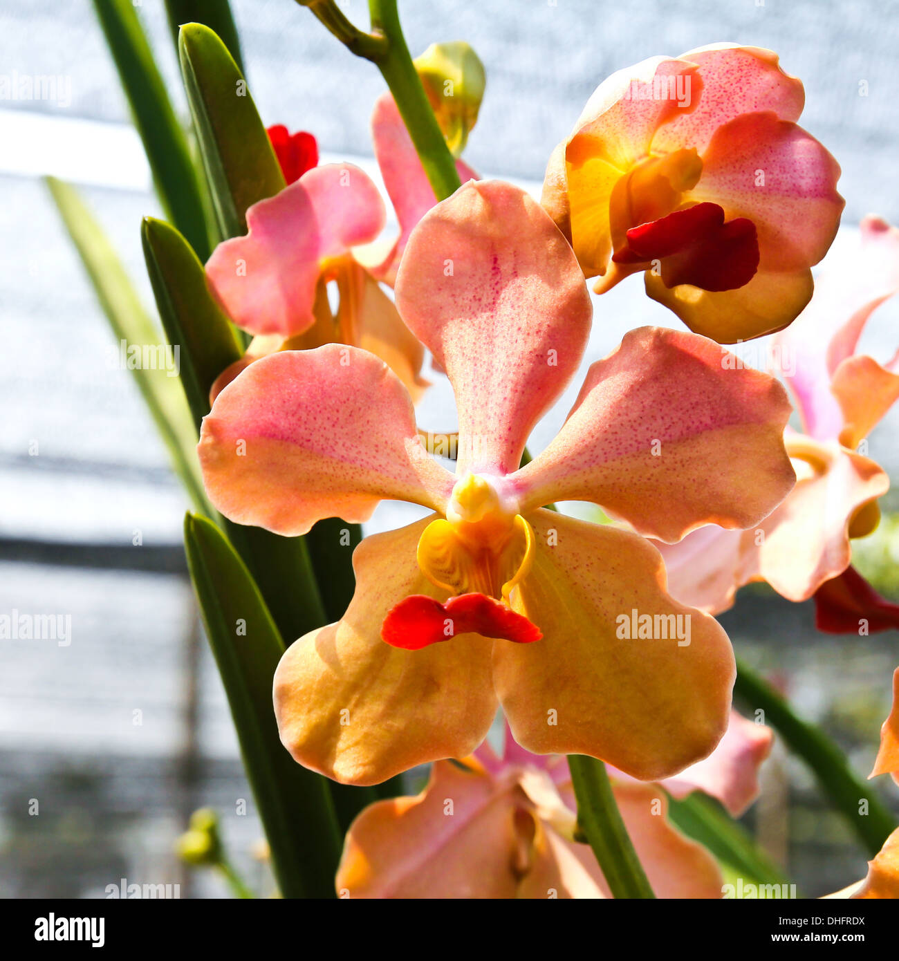 Most beautiful orchid hi-res stock photography and images - Alamy