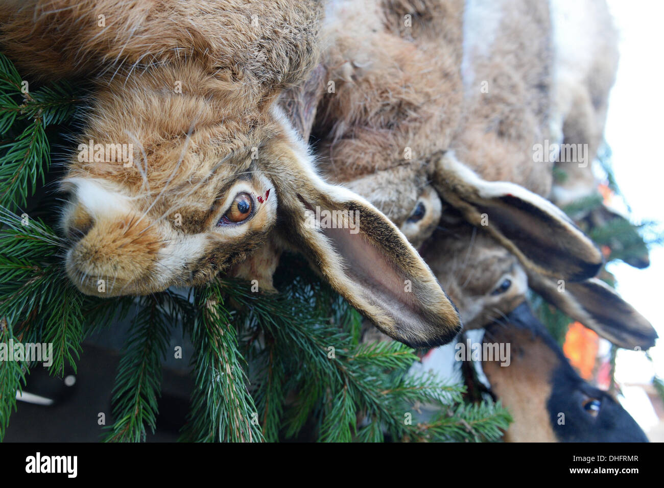 Dead rabbits hi-res stock photography and images - Alamy