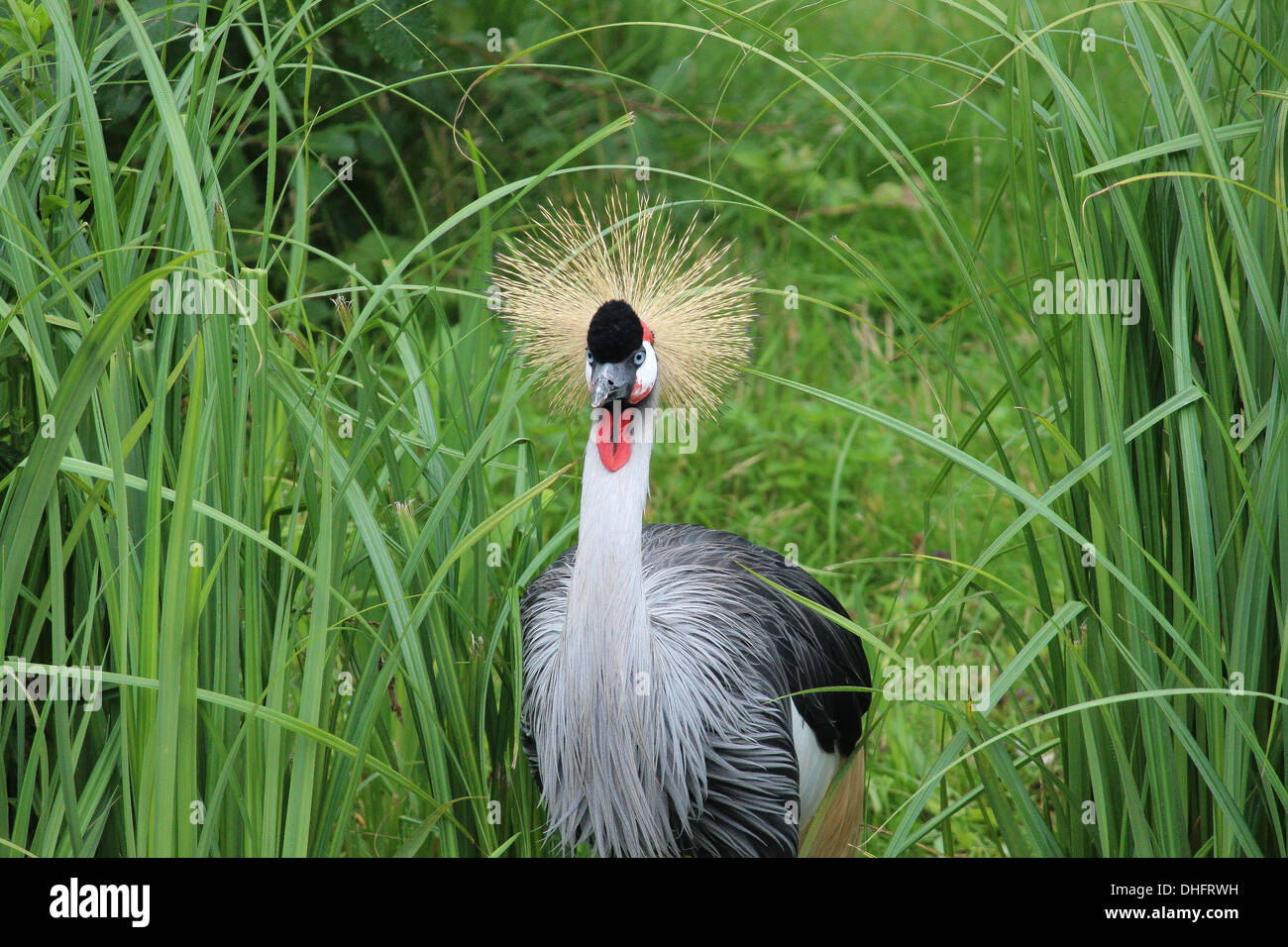 Bird at Slimbridge Wildlife Trust Nature Reserve Stock Photo - Alamy