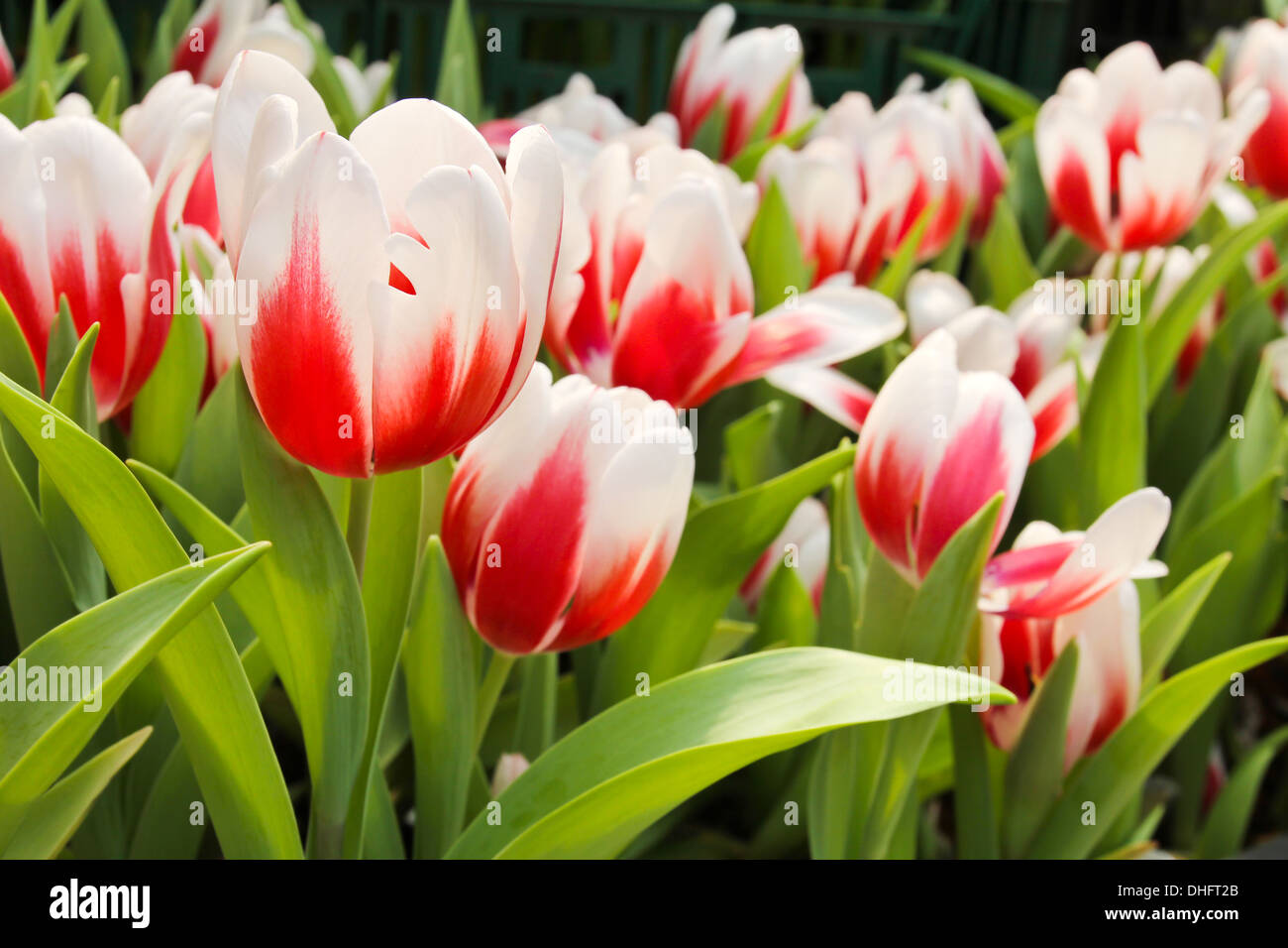 Colorful Tulips in Garden Stock Photo - Alamy