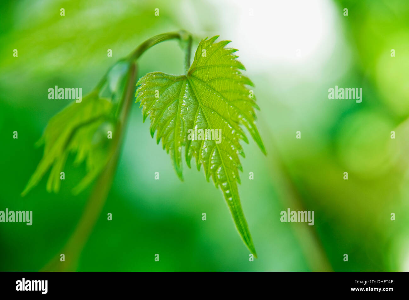 Green leaf growth hi-res stock photography and images - Alamy