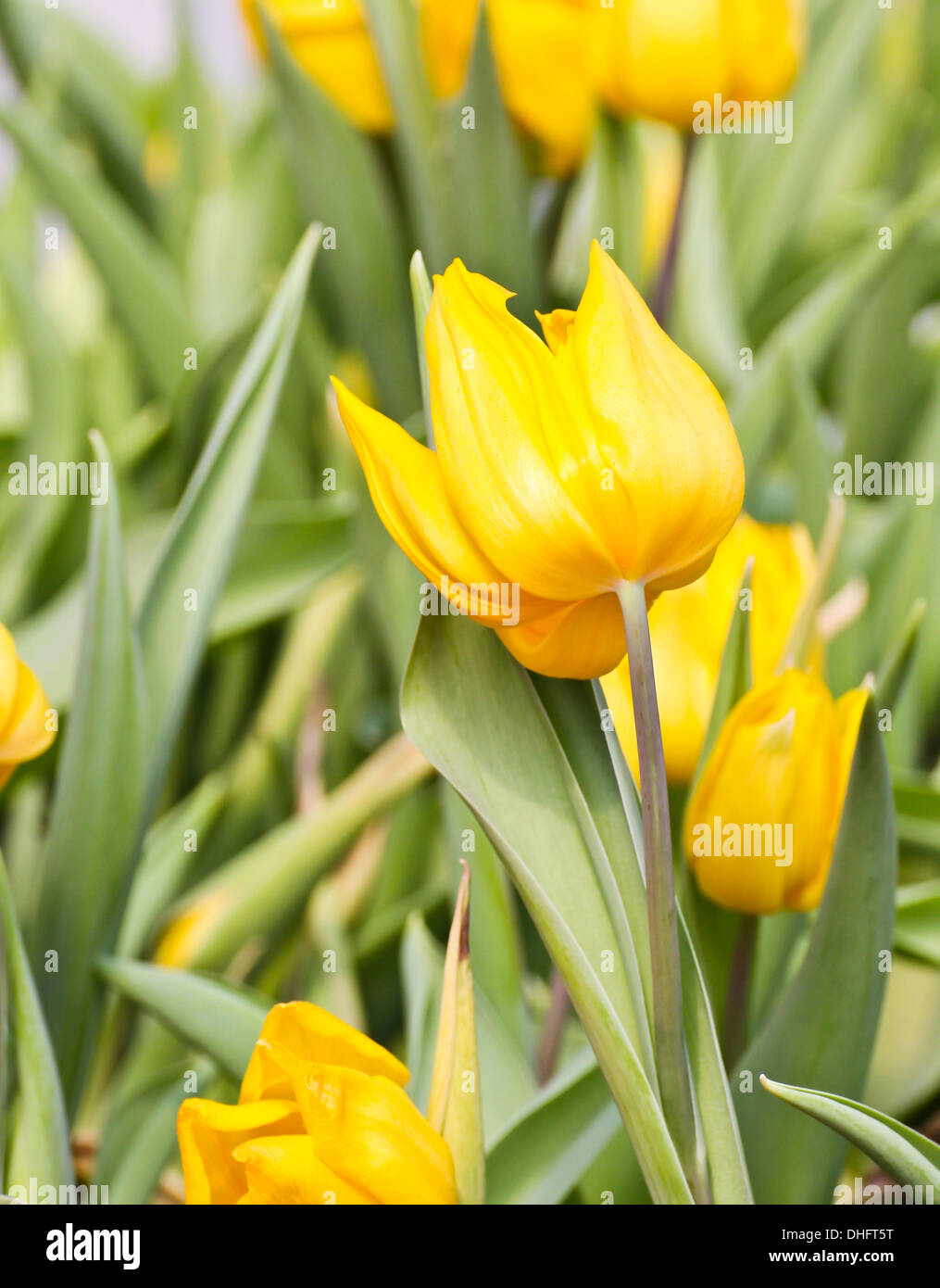 Colorful tulips garden hi-res stock photography and images - Alamy