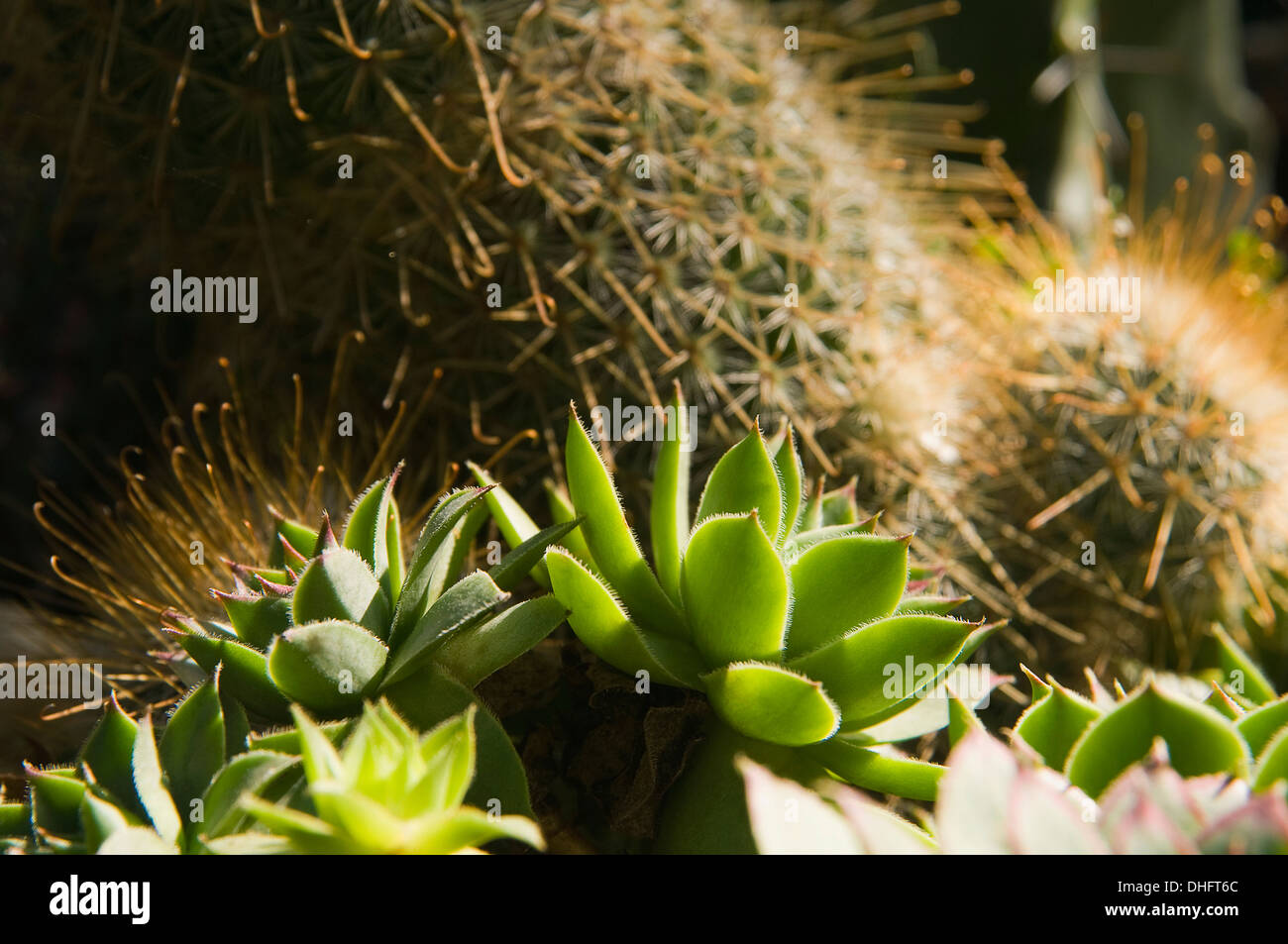 close up of a cactus Stock Photo - Alamy