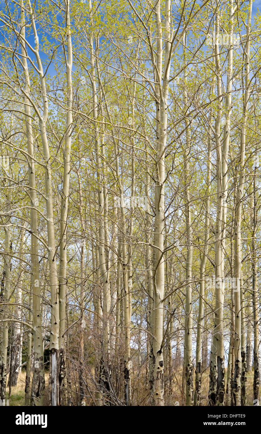 Aspens in Spring, Hamilton Mesa Trail, Santa Fe National Forest, New ...