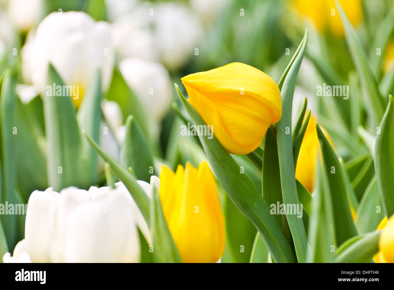 Colorful tulips in nature hi-res stock photography and images - Alamy