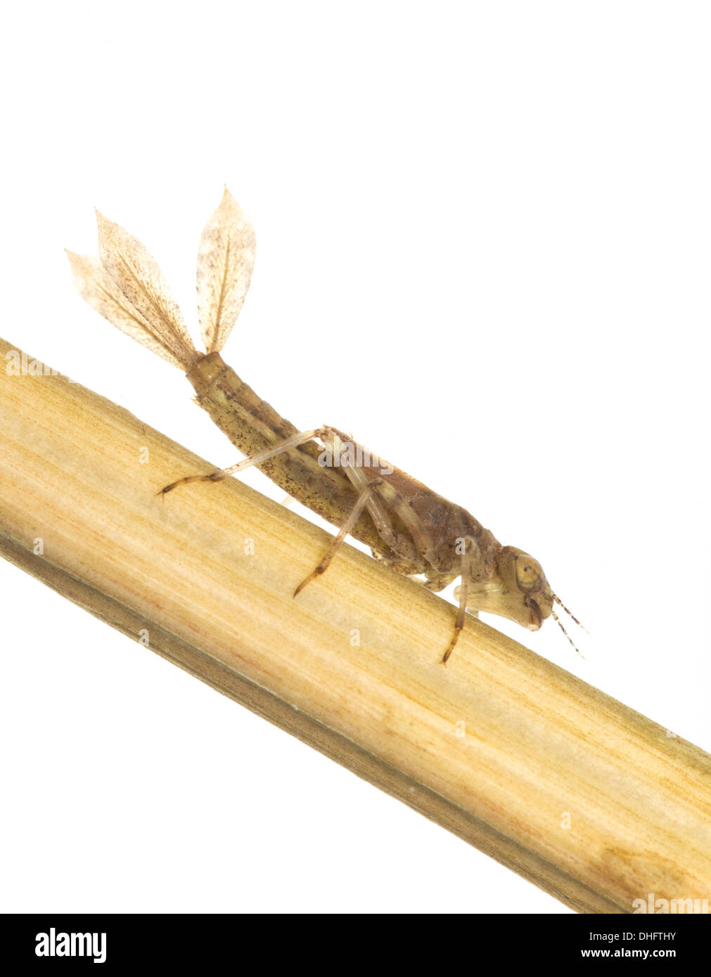 Damselfly larvae hi-res stock photography and images - Alamy