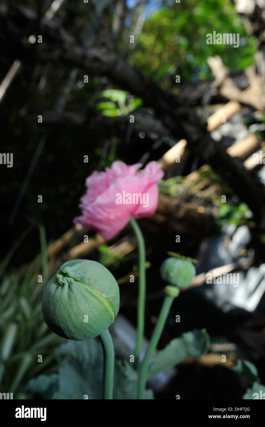 Unopened bud of Peony form Opium Poppy (Papaver somniferum), variety ...