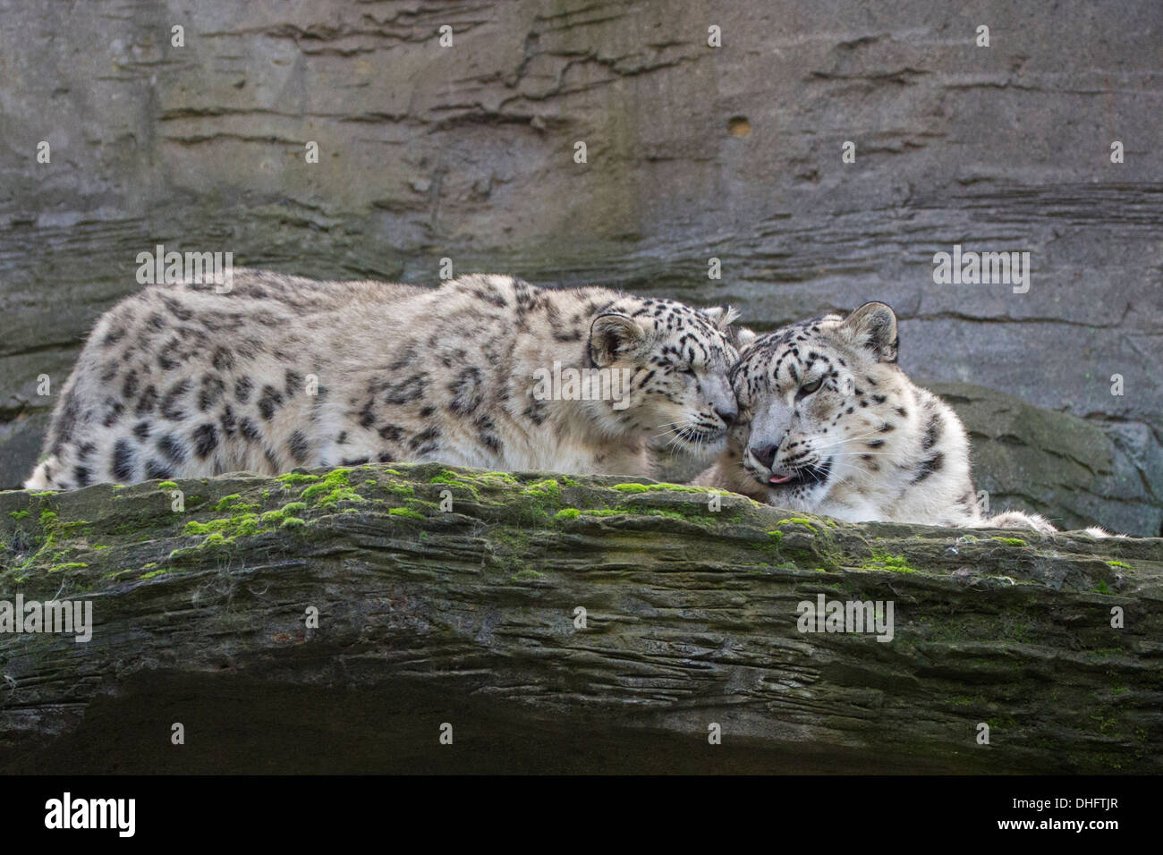 Cuddling Cub High Resolution Stock Photography and Images - Alamy