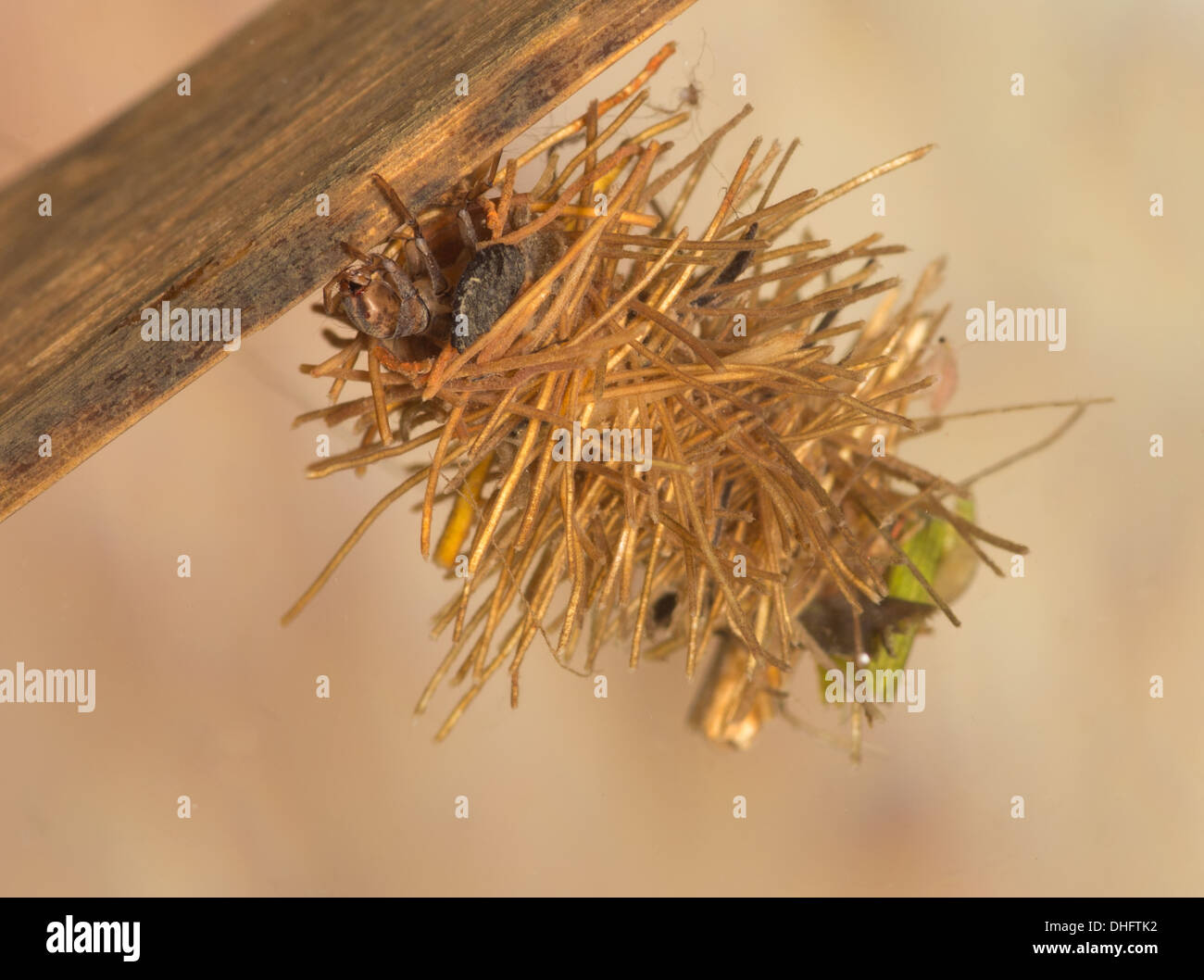 Limnephilus rhombicus hi-res stock photography and images - Alamy